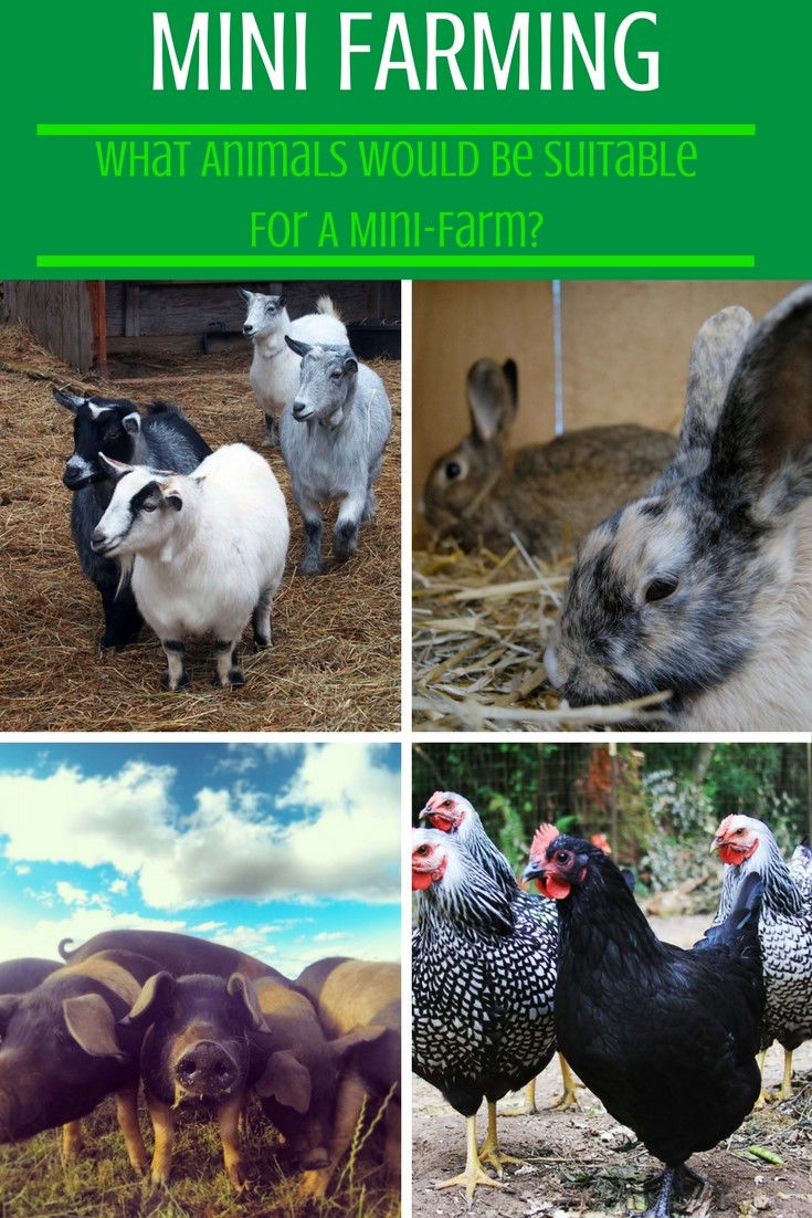 Mini Farming: Ultimate Beginners Guide To Mini Farming – Freecycle USA