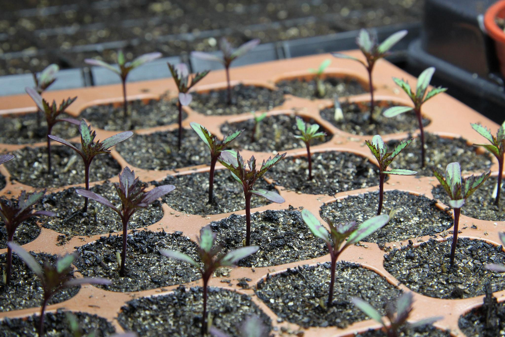 Mini Farming: Ultimate Beginners Guide To Mini Farming – Freecycle USA
