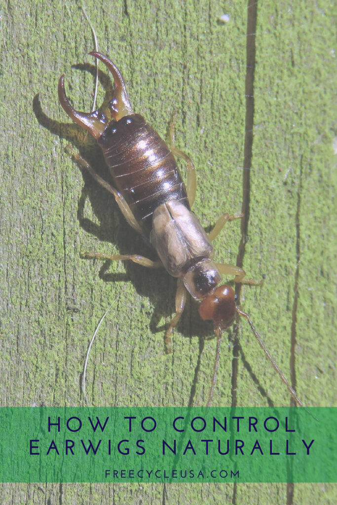 How to Control Earwigs Naturally – Freecycle USA