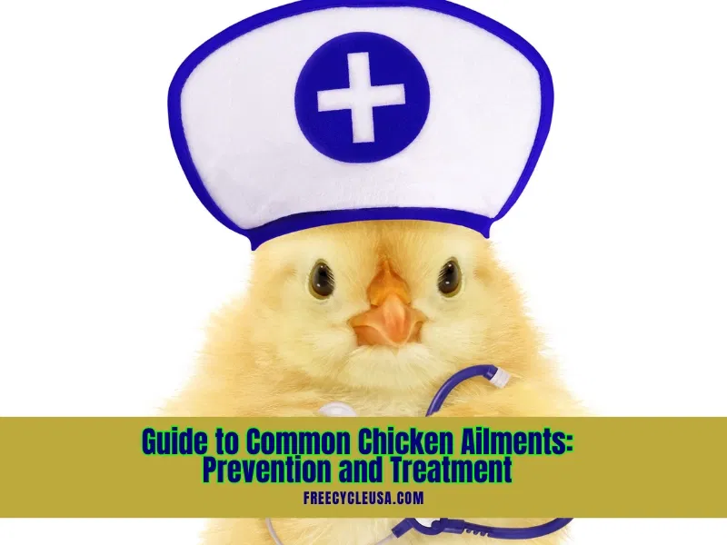 Guide to Common Chicken Ailments: Prevention and Treatment – Freecycle USA